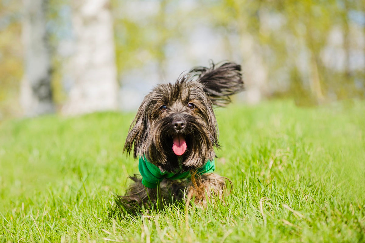 10 Enrichment Activities Ideas for Dogs – Lunoji